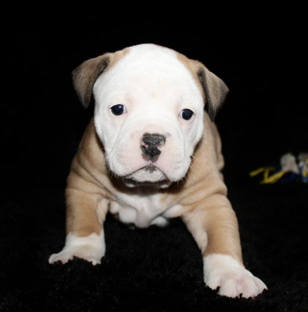 American Bulldog